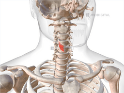 Right thyrohyoid | BioDigital Anatomy