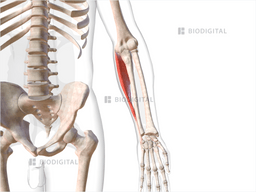 Left flexor carpi ulnaris | BioDigital Anatomy