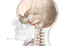 Lateral pterygoid | BioDigital Anatomy