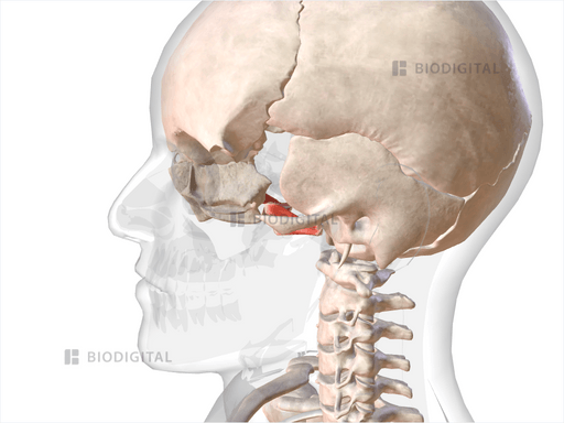 Lateral pterygoid | BioDigital Anatomy