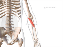 Left pronator teres | BioDigital Anatomy