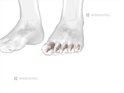 Phalanges of left foot | BioDigital Anatomy