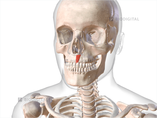 Left depressor septi nasi | BioDigital Anatomy