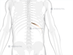 Left eleventh rib | BioDigital Anatomy