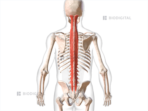 Transversospinales | BioDigital Anatomy
