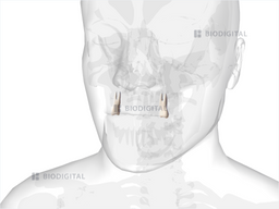 Maxillary second premolar | BioDigital Anatomy
