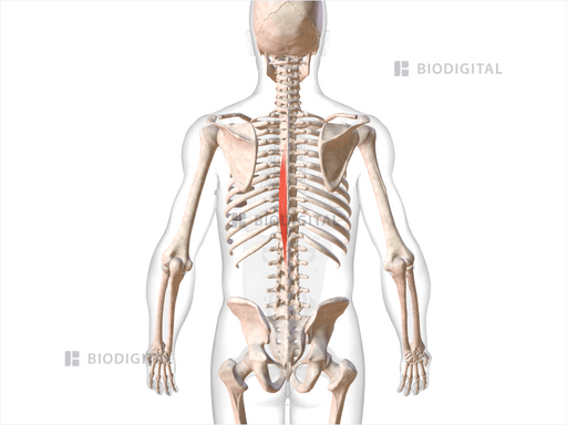 Left spinalis thoracis | BioDigital Anatomy