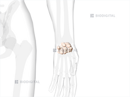 Carpals of left hand and wrist | BioDigital Anatomy