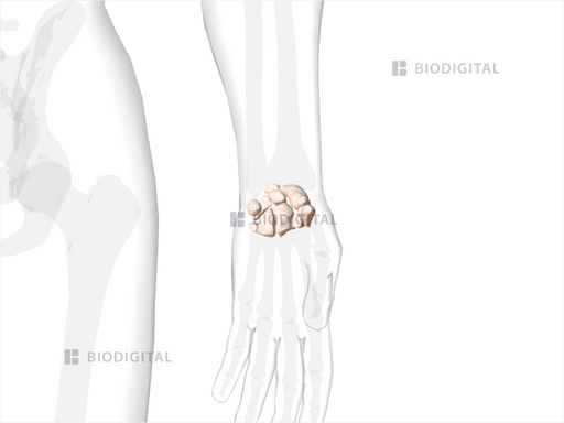 Carpals of left hand and wrist | BioDigital Anatomy