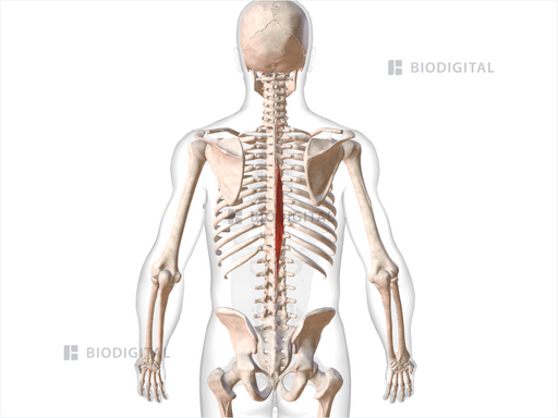 Right spinalis | BioDigital Anatomy