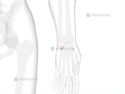 Left triquetrum | BioDigital Anatomy