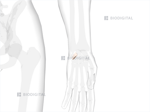 Left triquetrum | BioDigital Anatomy