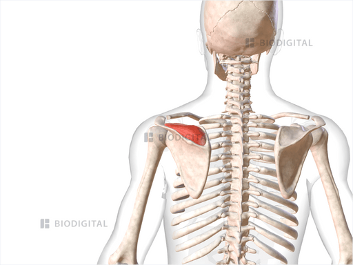 Left supraspinatus | BioDigital Anatomy