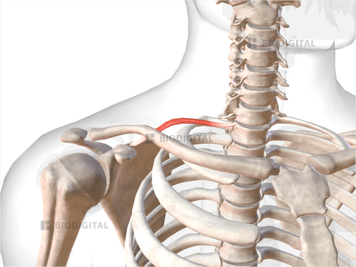 Right inferior belly of omohyoid | BioDigital Anatomy