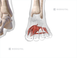 Deep plantar muscles of left foot | BioDigital Anatomy