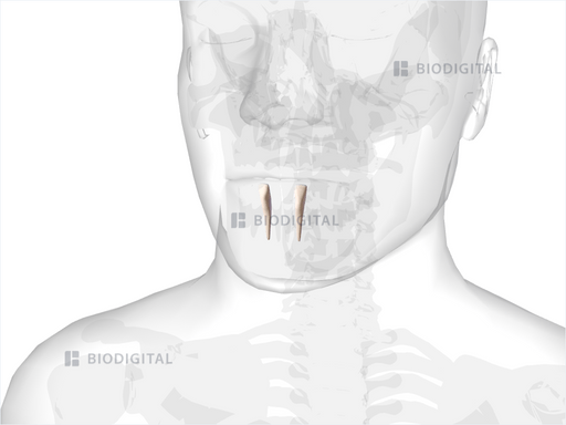 Mandibular lateral incisor | BioDigital Anatomy