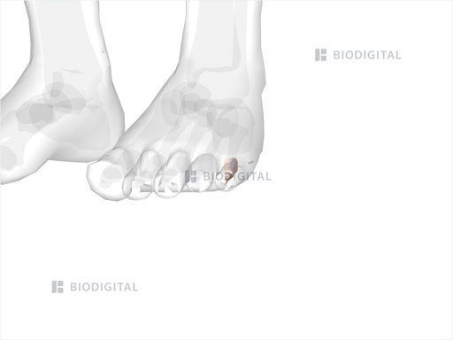 Phalanges of left fifth toe | BioDigital Anatomy