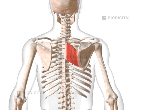 Right rhomboid major | BioDigital Anatomy