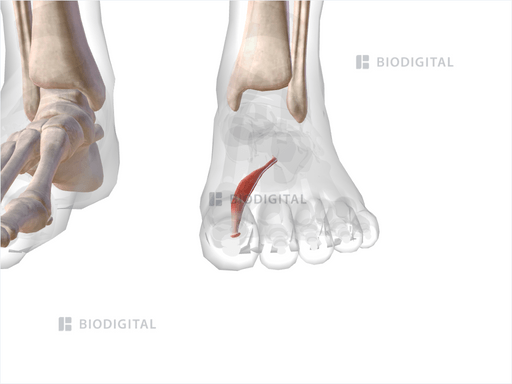 Lateral head of left flexor hallucis brevis | BioDigital Anatomy