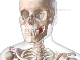 Left buccinator | BioDigital Anatomy