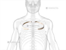 Third rib | BioDigital Anatomy