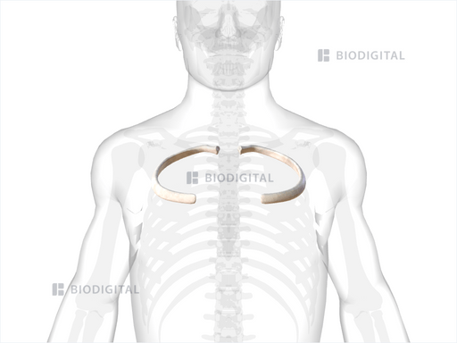 Third rib | BioDigital Anatomy