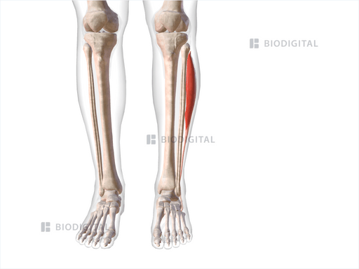 Left fibularis longus | BioDigital Anatomy