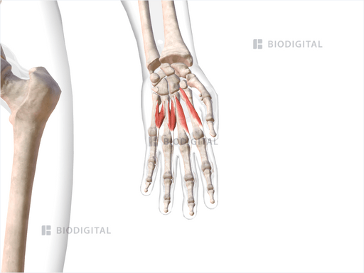 Lumbrical muscles of left hand | BioDigital Anatomy