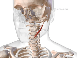 Left stylohyoid | BioDigital Anatomy