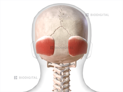 Occipitalis | BioDigital Anatomy