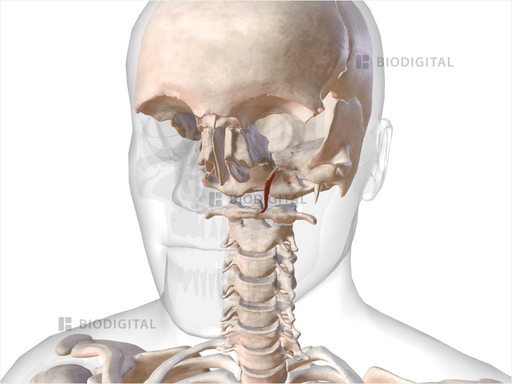 Left tensor veli palatini | BioDigital Anatomy