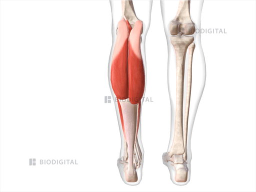 Posterior compartment muscles of left lower leg | BioDigital Anatomy