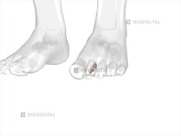 Phalanges of left toe | BioDigital Anatomy