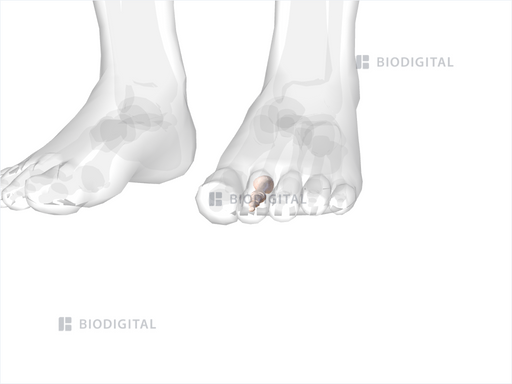Phalanges of left toe | BioDigital Anatomy