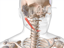 Right digastric | BioDigital Anatomy