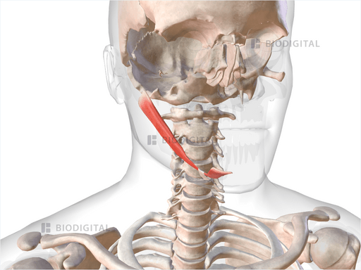 Right digastric | BioDigital Anatomy
