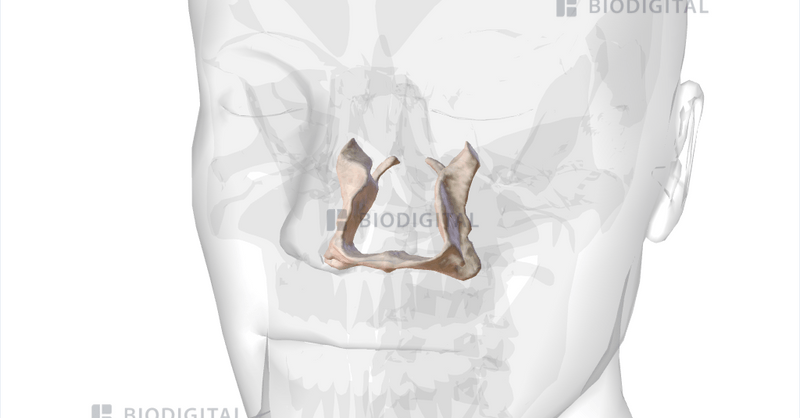 Vomer Bone 3d