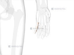 Phalanges of left little finger | BioDigital Anatomy