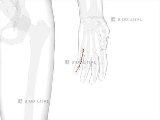 Phalanges of left little finger | BioDigital Anatomy