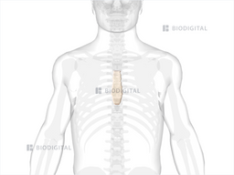 Body of sternum | BioDigital Anatomy
