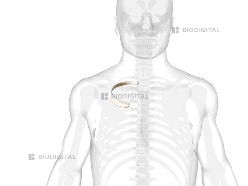 Right second rib | BioDigital Anatomy