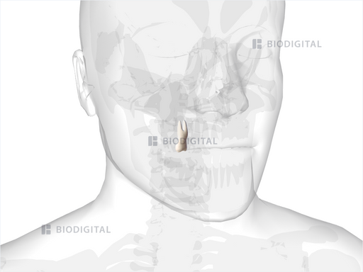 Right maxillary second premolar | BioDigital Anatomy
