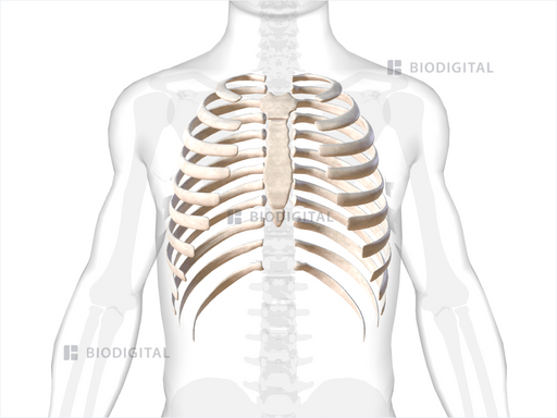 Rib cage | BioDigital Anatomy