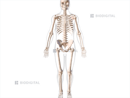Skeletal system | BioDigital Anatomy