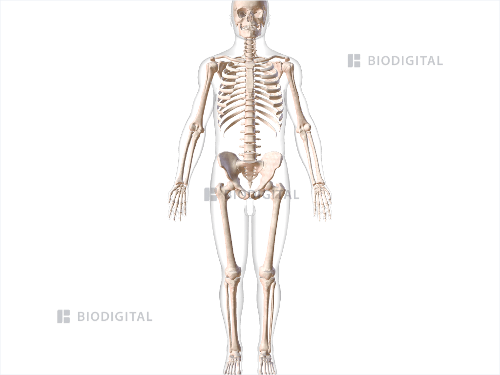 Skeletal System BioDigital Anatomy