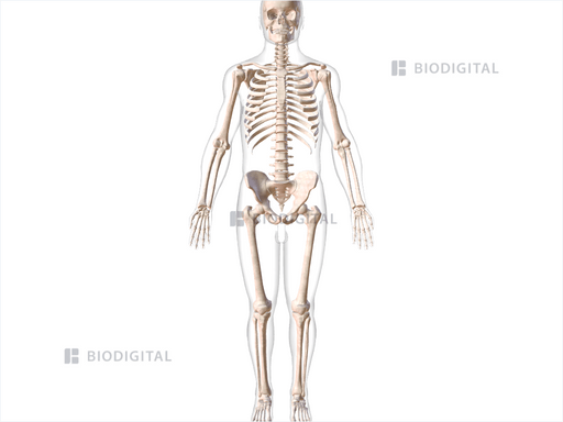 Skeletal system | BioDigital Anatomy
