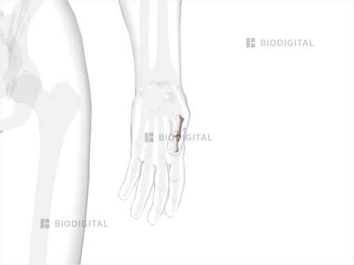 Phalanges of left thumb | BioDigital Anatomy