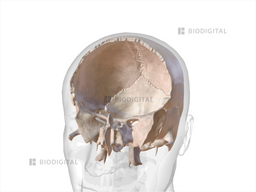 Neurocranium | BioDigital Anatomy