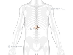 First lumbar vertebra | BioDigital Anatomy