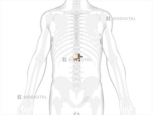 First lumbar vertebra | BioDigital Anatomy
